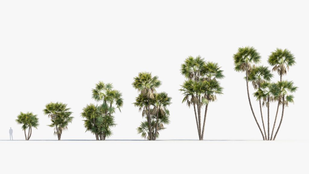 Acoelorrhaphe wrightii – Everglades palms 3D Model – Free 3D model for ...