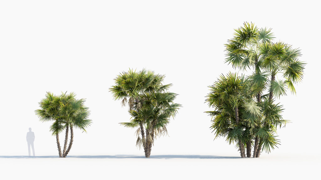 Acoelorrhaphe wrightii – Everglades palms 3D Model – Free 3D model for ...