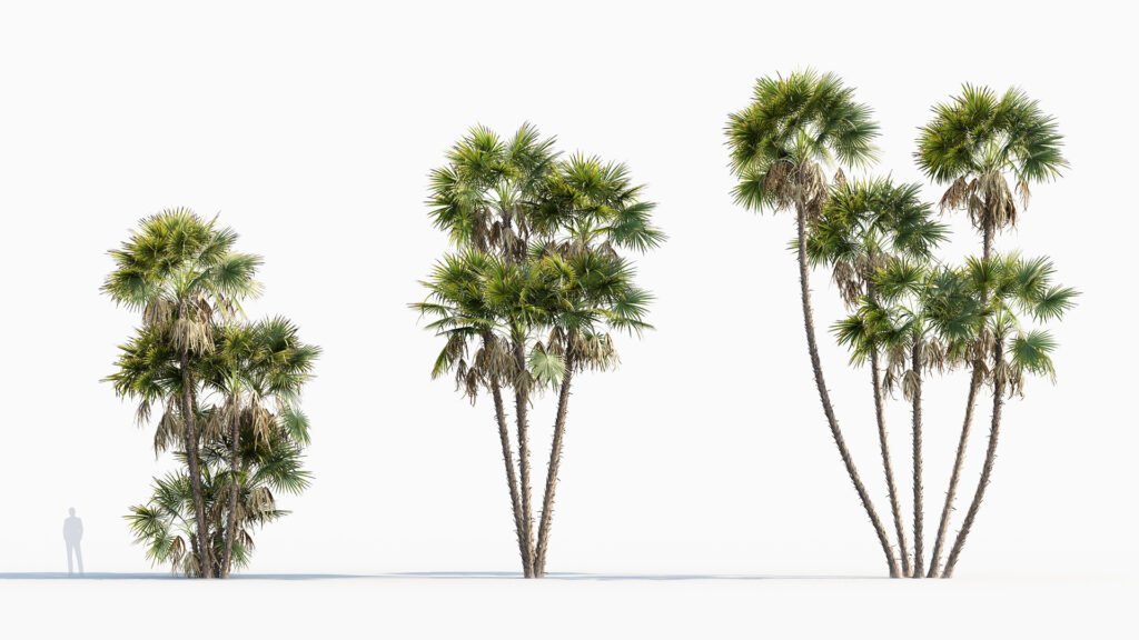 Acoelorrhaphe wrightii – Everglades palms 3D Model – Free 3D model for ...