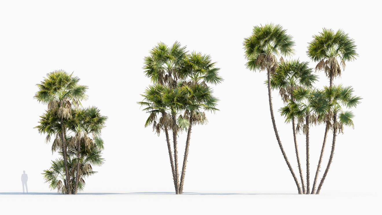 Acoelorrhaphe wrightii – Everglades palms 3D Model – Free 3D model for ...