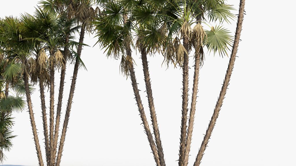 Acoelorrhaphe wrightii – Everglades palms 3D Model – Free 3D model for ...