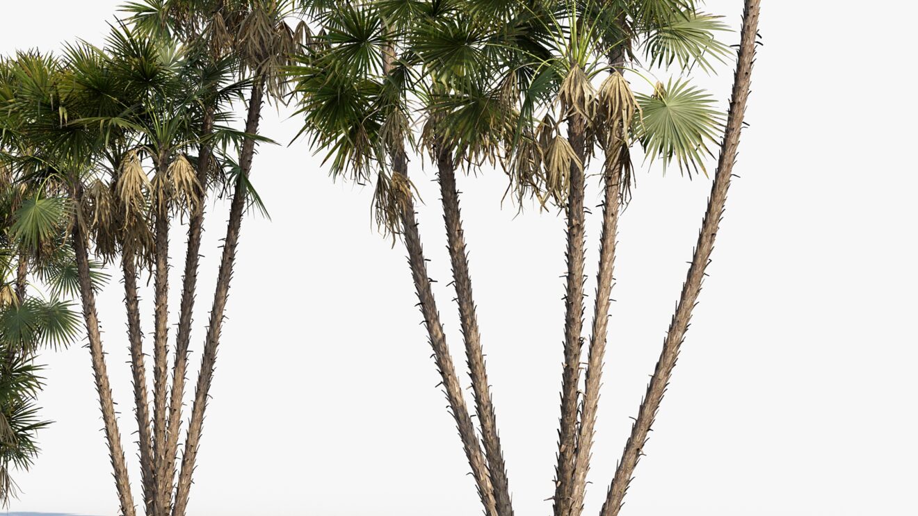 Acoelorrhaphe wrightii – Everglades palms 3D Model – Free 3D model for ...