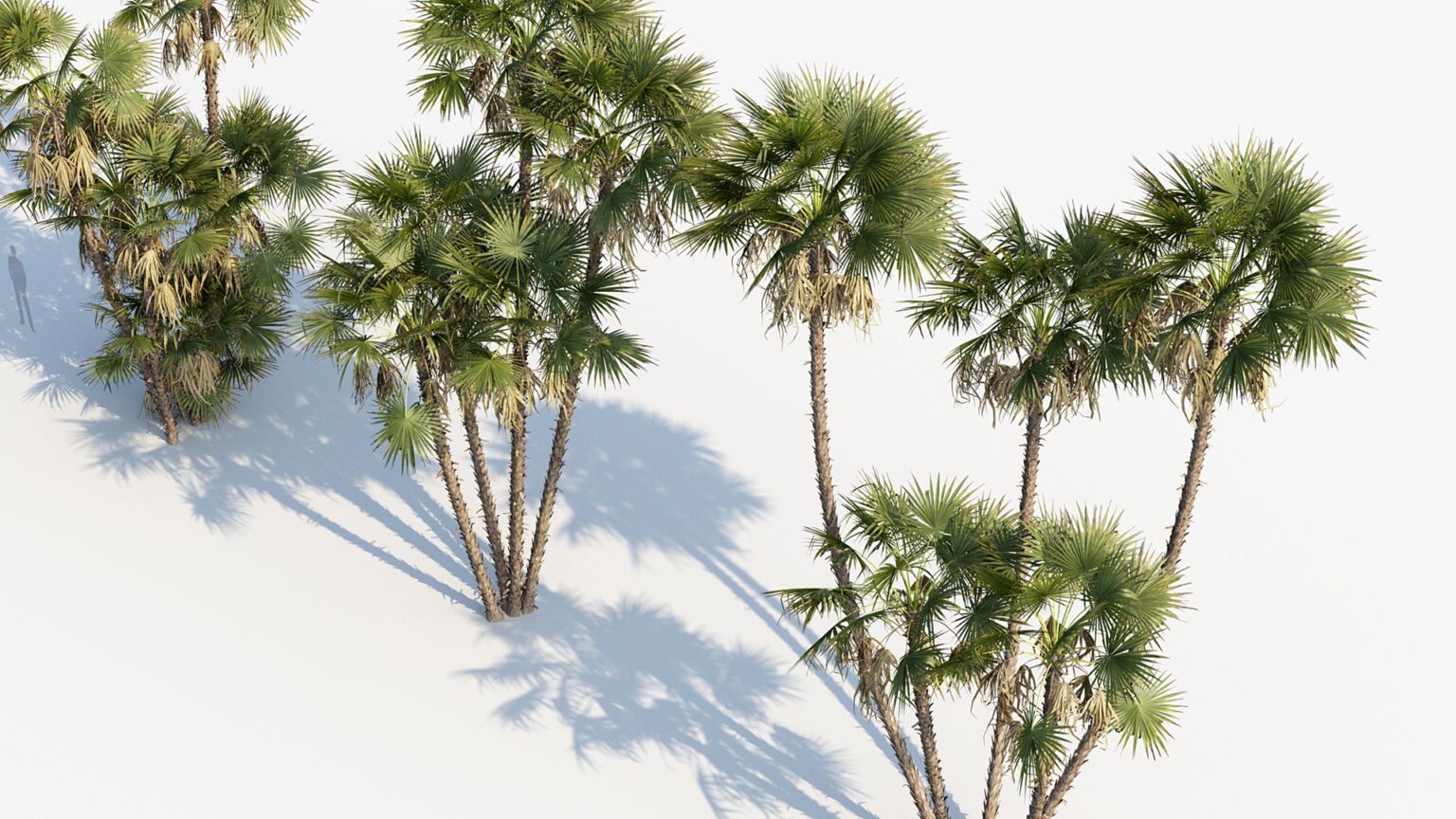 Acoelorrhaphe wrightii – Everglades palms 3D Model – Free 3D model for ...