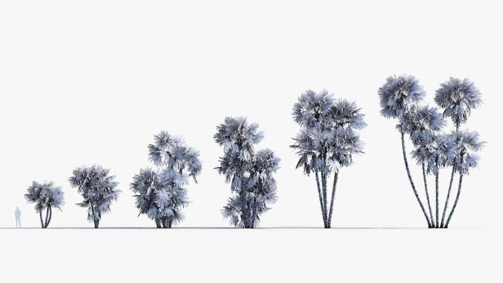 Acoelorrhaphe wrightii – Everglades palms 3D Model – Free 3D model for ...