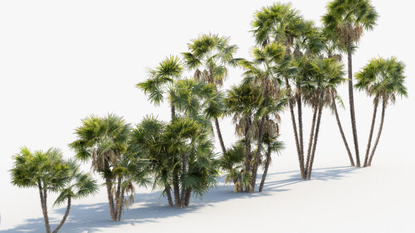 Acoelorrhaphe wrightii – Everglades palms 3D Model – Free 3D model for ...