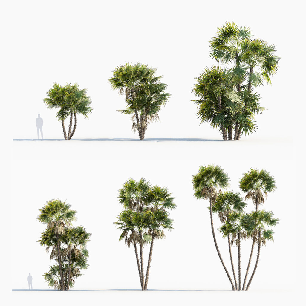 Acoelorrhaphe wrightii – Everglades palms 3D Model – Free 3D model for ...