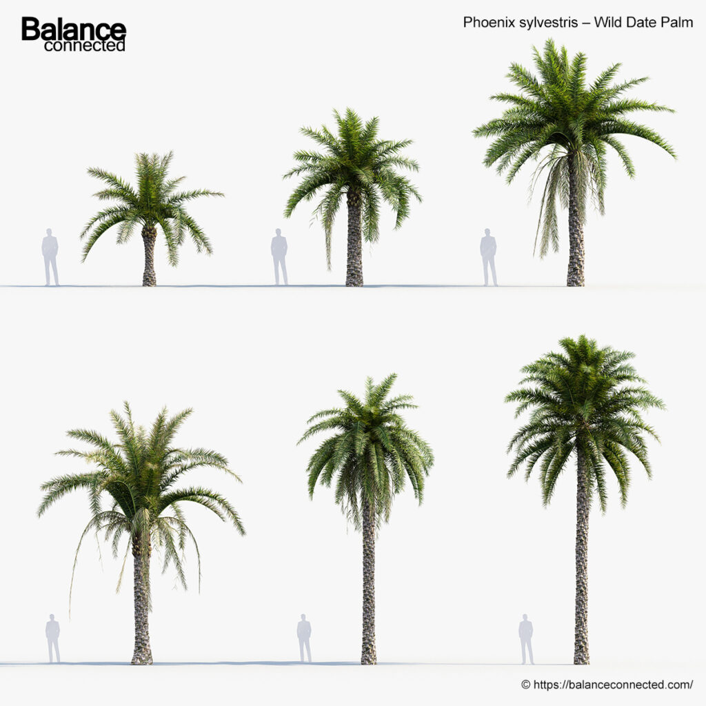 Phoenix sylvestris – Wild Date Palm 3D Model – Free 3D model for design.