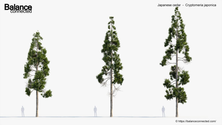 Japanese cedar – Cryptomeria japonica 3D Model – Free 3D model for design.