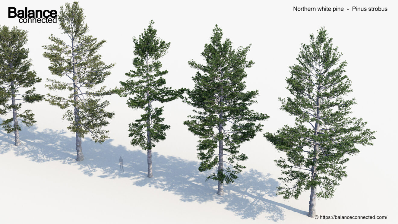 Northern white pine – Pinus strobus 3D Model – Free 3D model for design.
