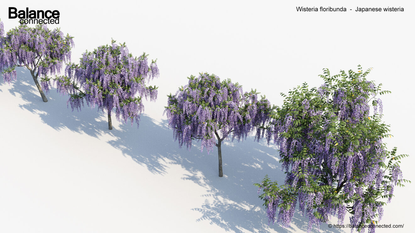 Wisteria floribunda – Japanese wisteria 3D Model – Free 3D model for ...