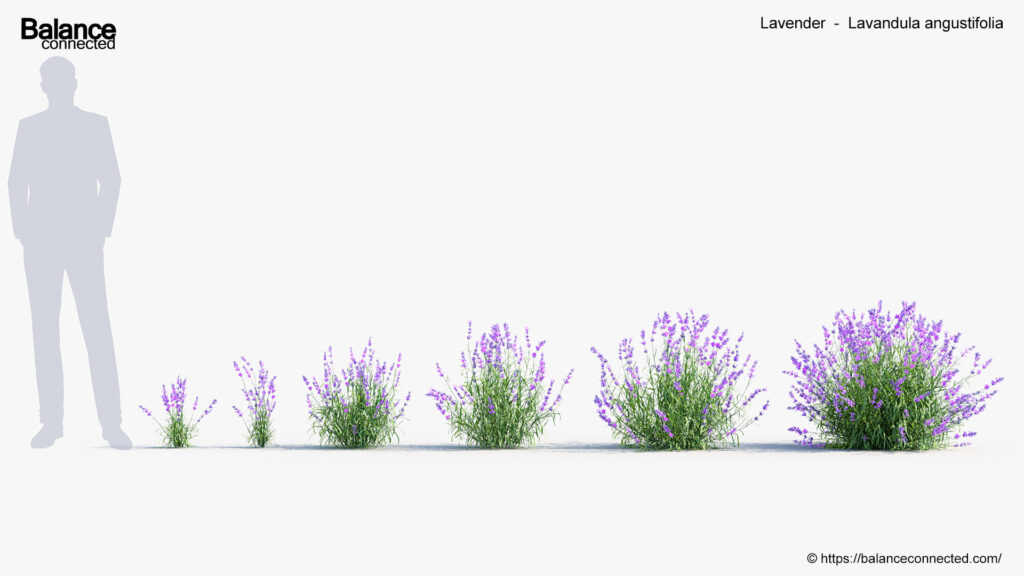 Lavender – Lavandula angustifolia 3D Model – Free 3D model for design.