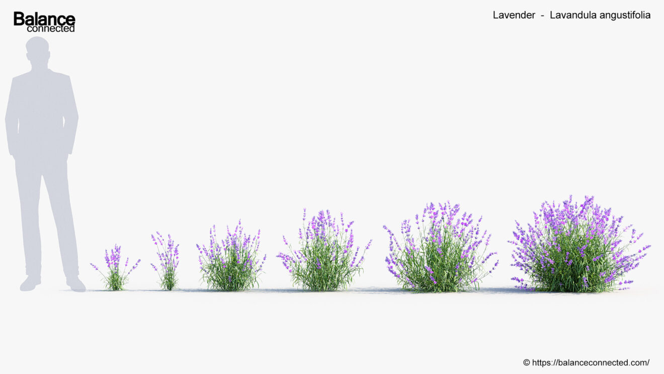 Lavender – Lavandula angustifolia 3D Model – Free 3D model for design.