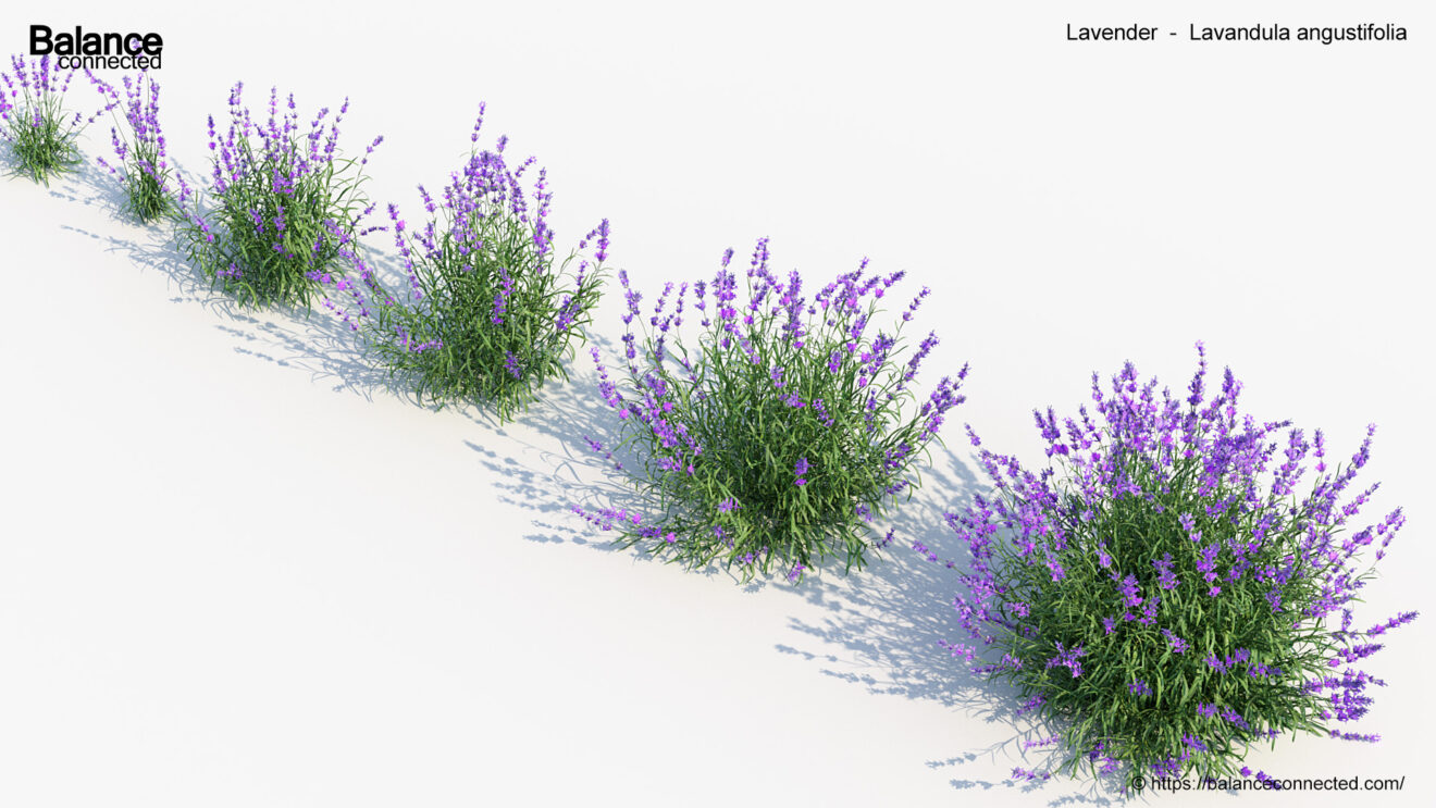 Lavender – Lavandula angustifolia 3D Model – Free 3D model for design.
