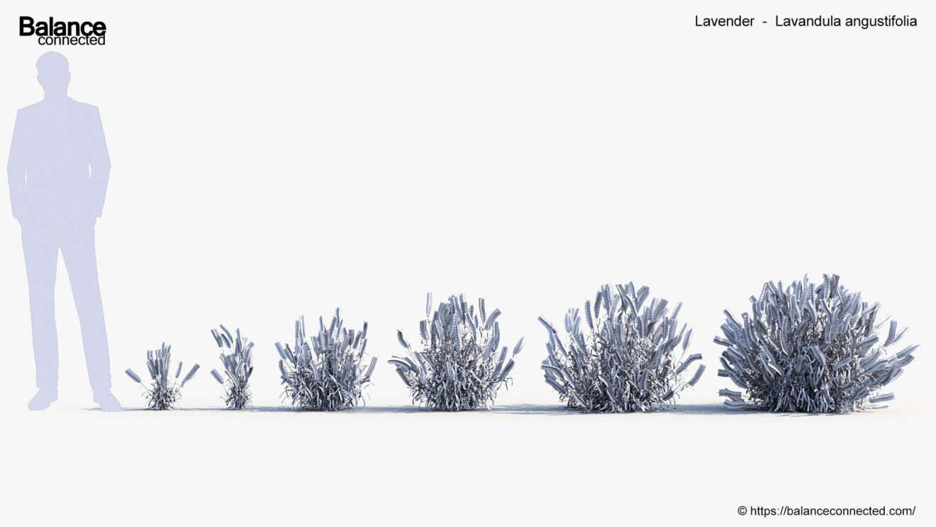 Lavender – Lavandula angustifolia 3D Model – Free 3D model for design.