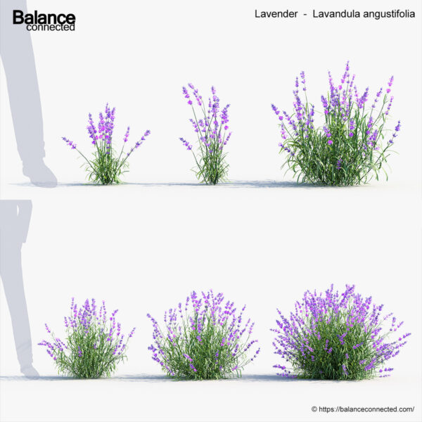 Lavender – Lavandula angustifolia 3D Model – Free 3D model for design.