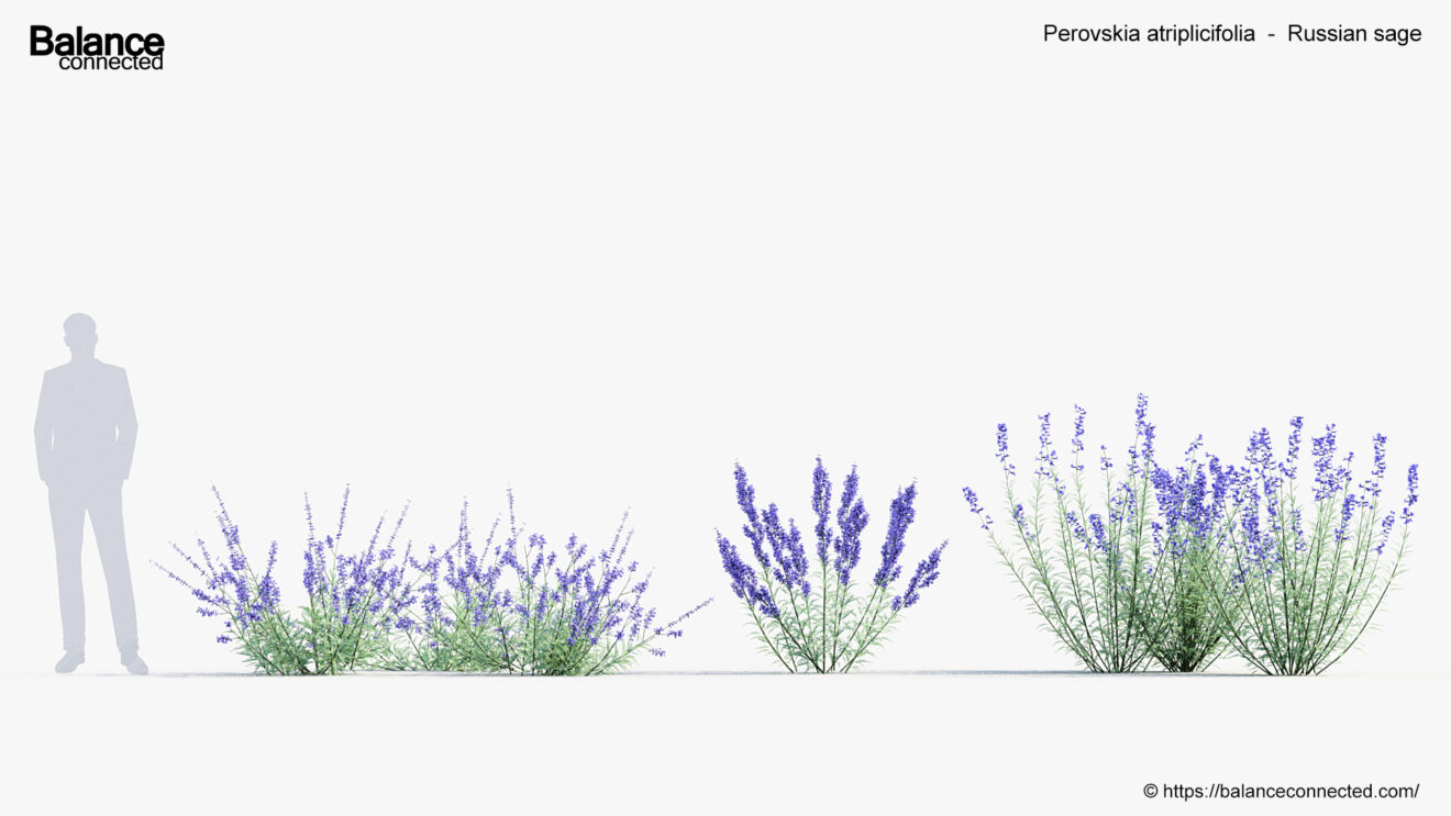 Perovskia atriplicifolia – Russian sage 3D Model – Free 3D model for ...