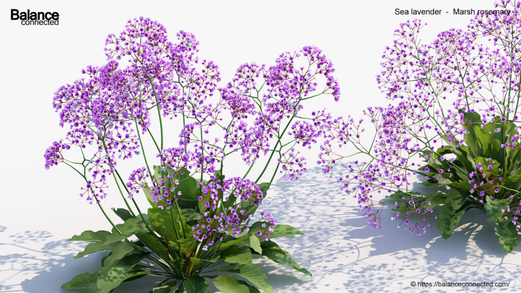 Sea lavender – Marsh rosemary 3D Model – Free 3D model for design.