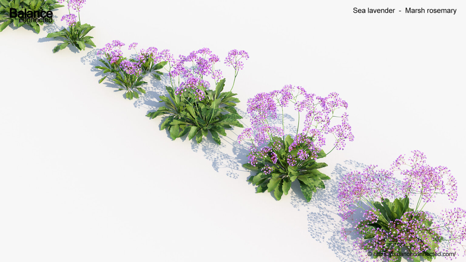 Sea lavender – Marsh rosemary 3D Model – Free 3D model for design.