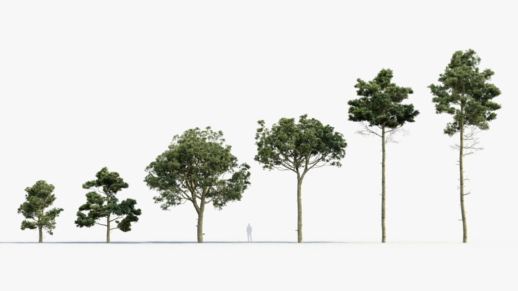 Pinus brutia – Turkish pine 3D Model – Free 3D model for design.