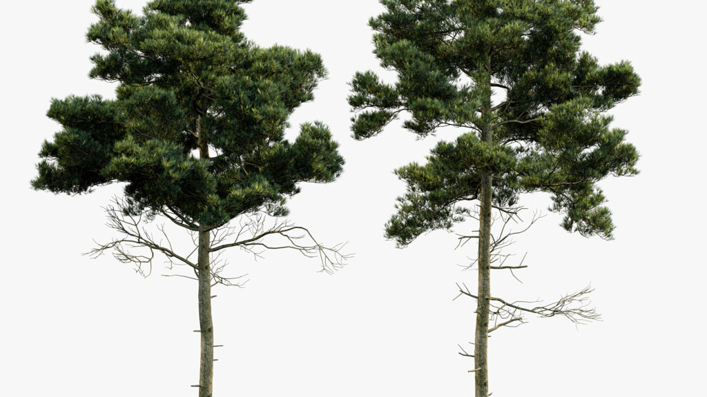 Pinus brutia – Turkish pine 3D Model – Free 3D model for design.