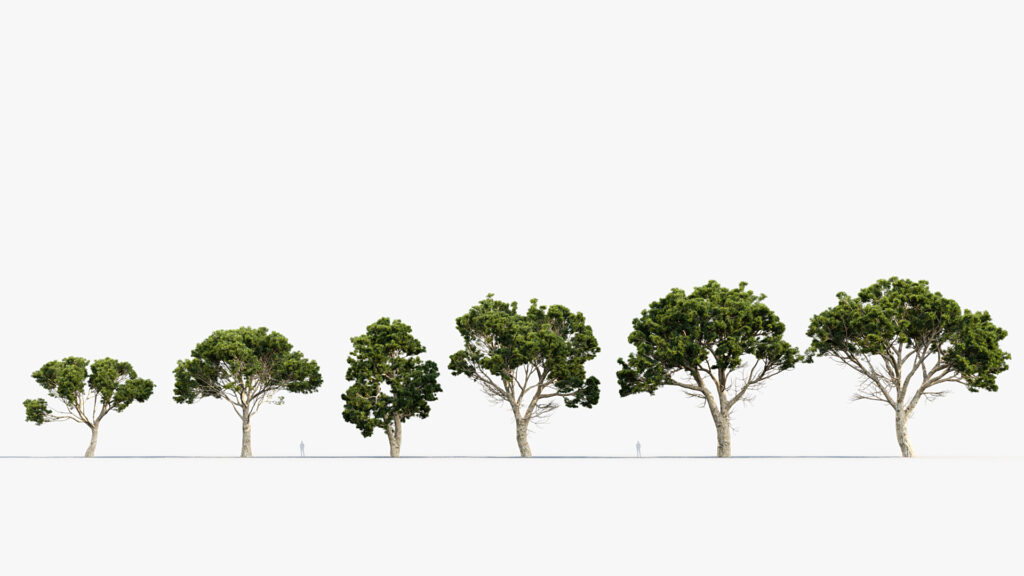 Pinus halepensis – Aleppo pine 3D Model – Free 3D model for design.