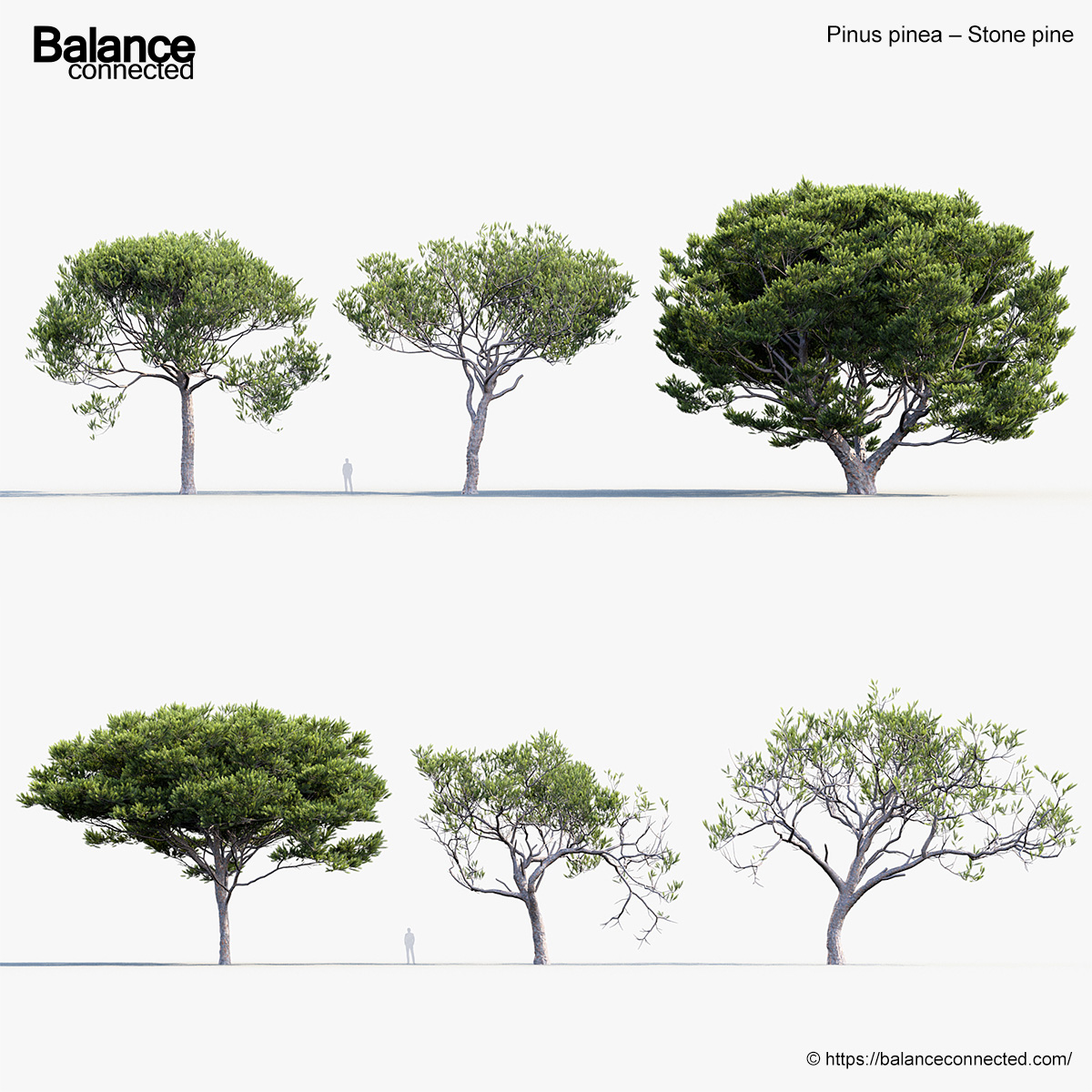 Pinus pinea – Stone pine 3D Model – High quality 3D model for design.