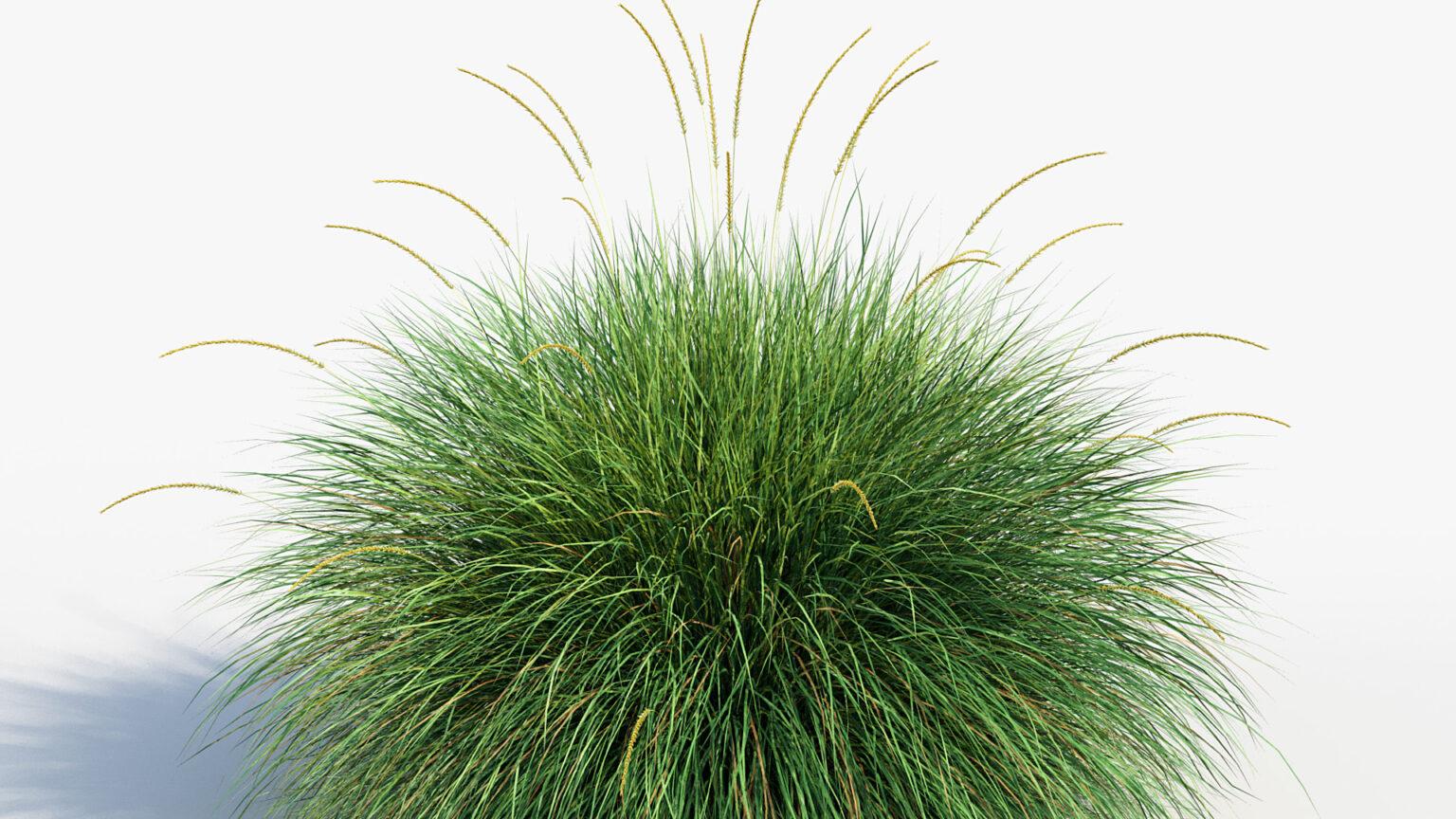 Festuca mairei – Atlas fescue 3D Model 02 – Free 3D model for design.