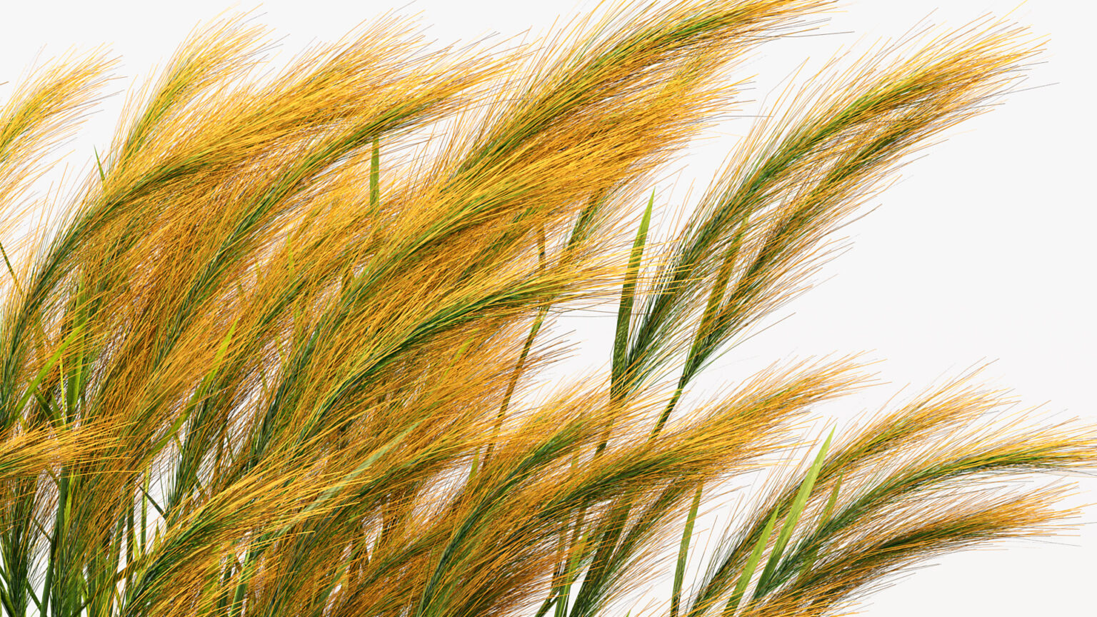 Hordeum jubatum – Foxtail barley 3D Model 02 – Free 3D model for design.