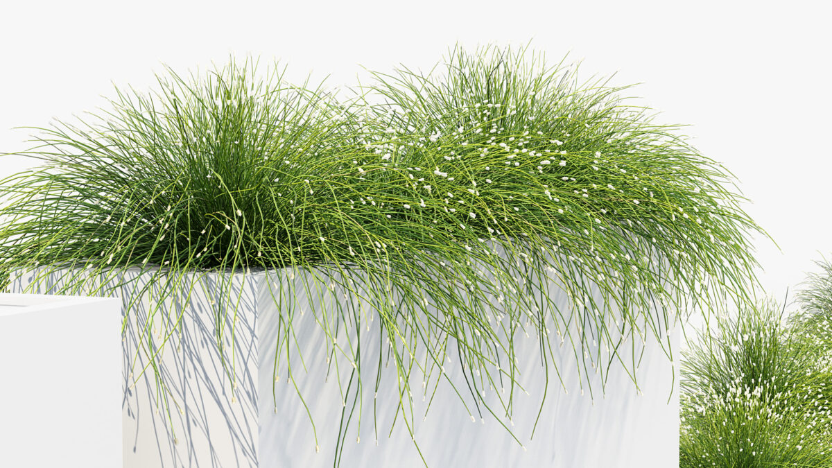 Isolepis cernua – Fibre optic grass 3D Model 02 – Free 3D model for design.