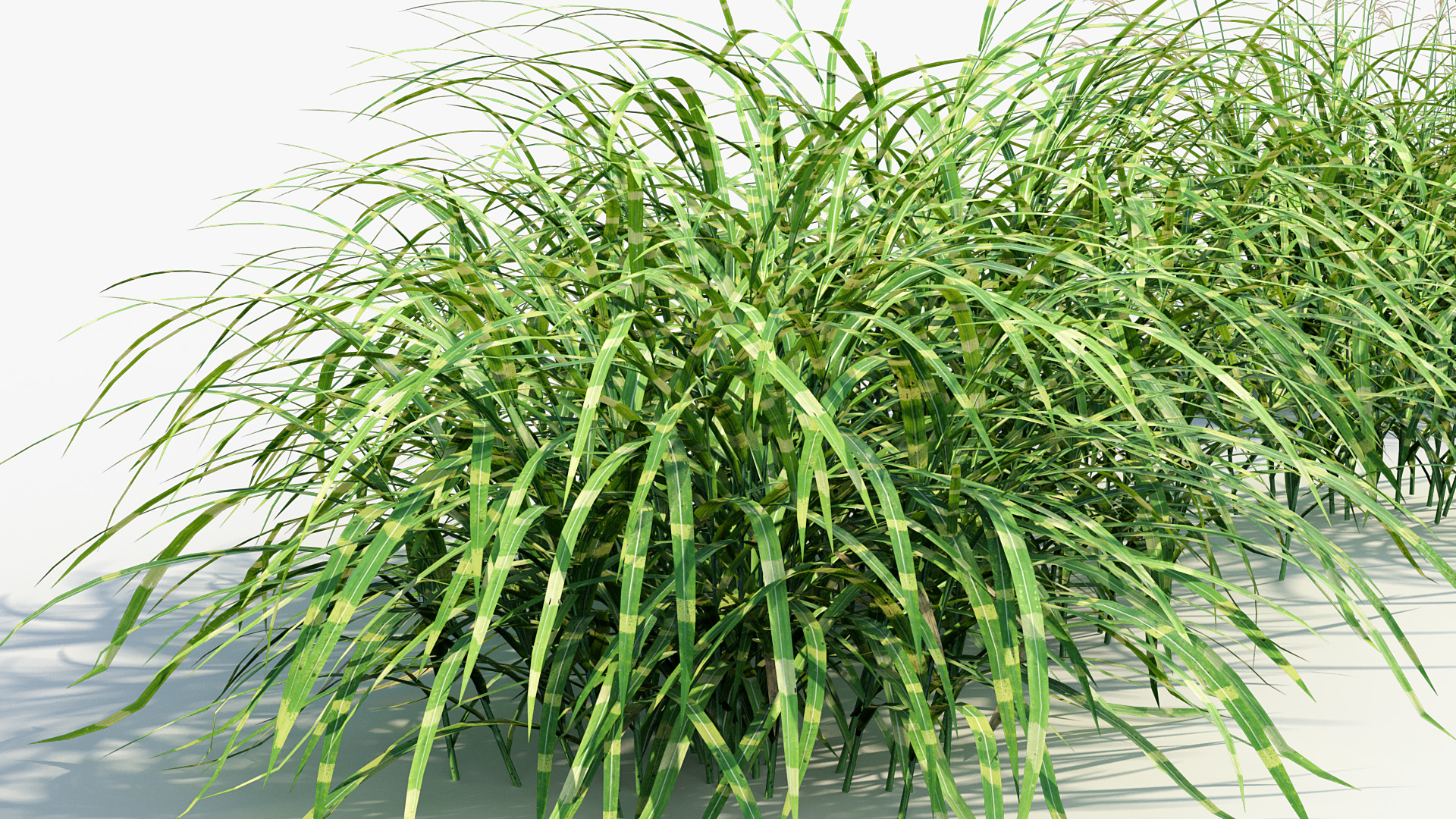 Miscanthus sinensis zebrinus – Zenra grass 3D Model 01 – Free 3D model ...