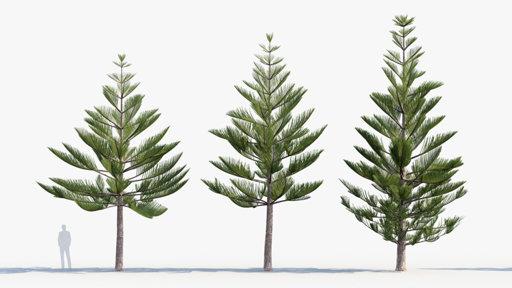 Araucaria heterophylla – Norfolk Lsland Pine – Free 3D model for design.