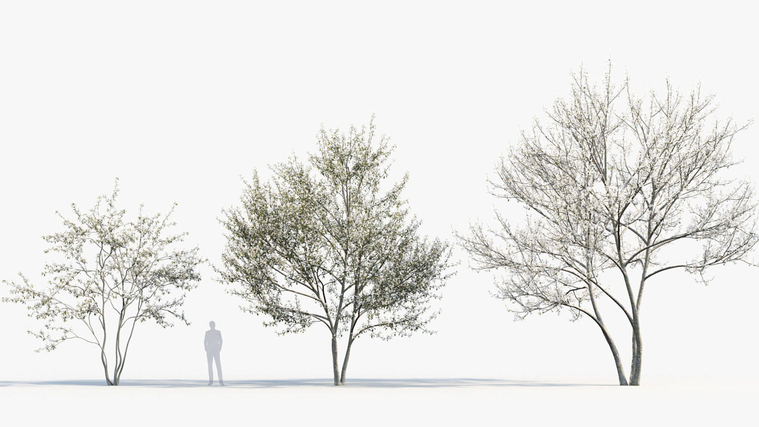 Amelanchier lamarckii – Juneberry 3D Model – Free 3D model for design.