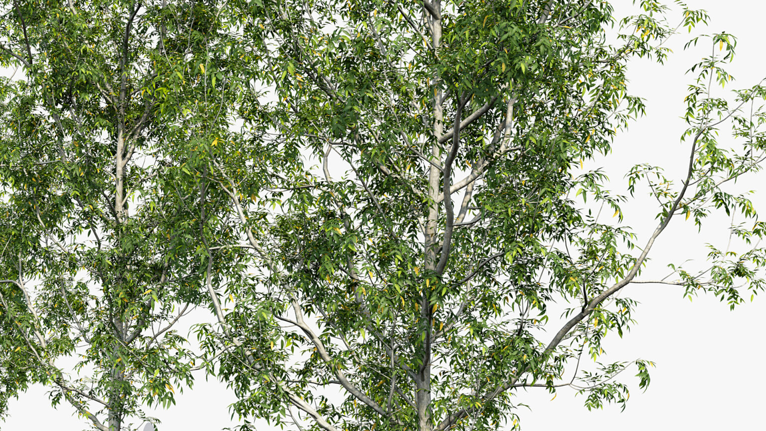 Fraxinus excelsior – Common ash 3D Model – Free 3D model for design.