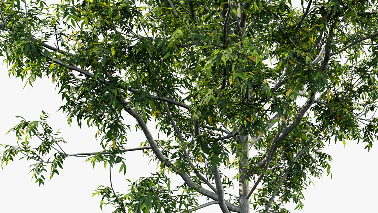 Fraxinus excelsior – Common ash 3D Model – Free 3D model for design.