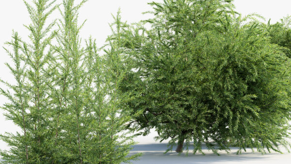 Melaleuca linariifolia – Flax-Leaved Paper-Bark 3D Model – Free 3D ...
