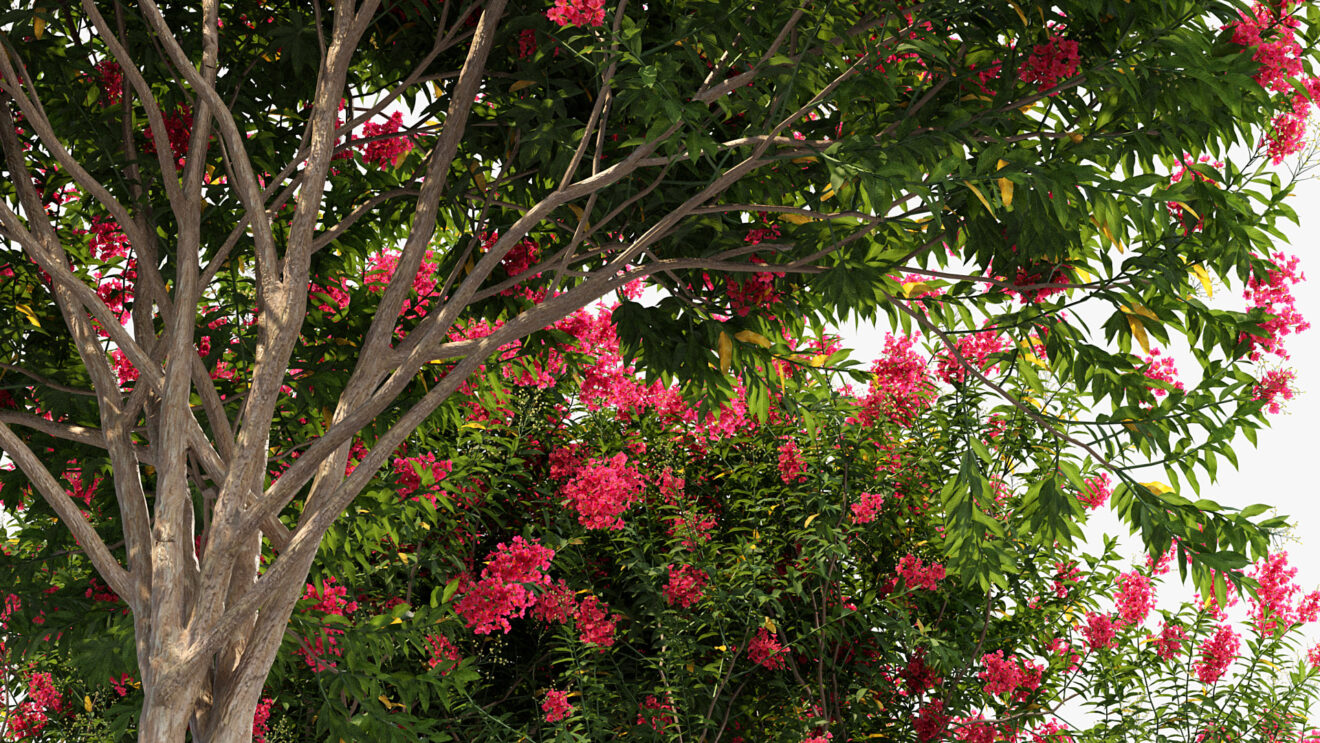 Myrtle – Myrtus communis 3D Model – Free 3D model for design.