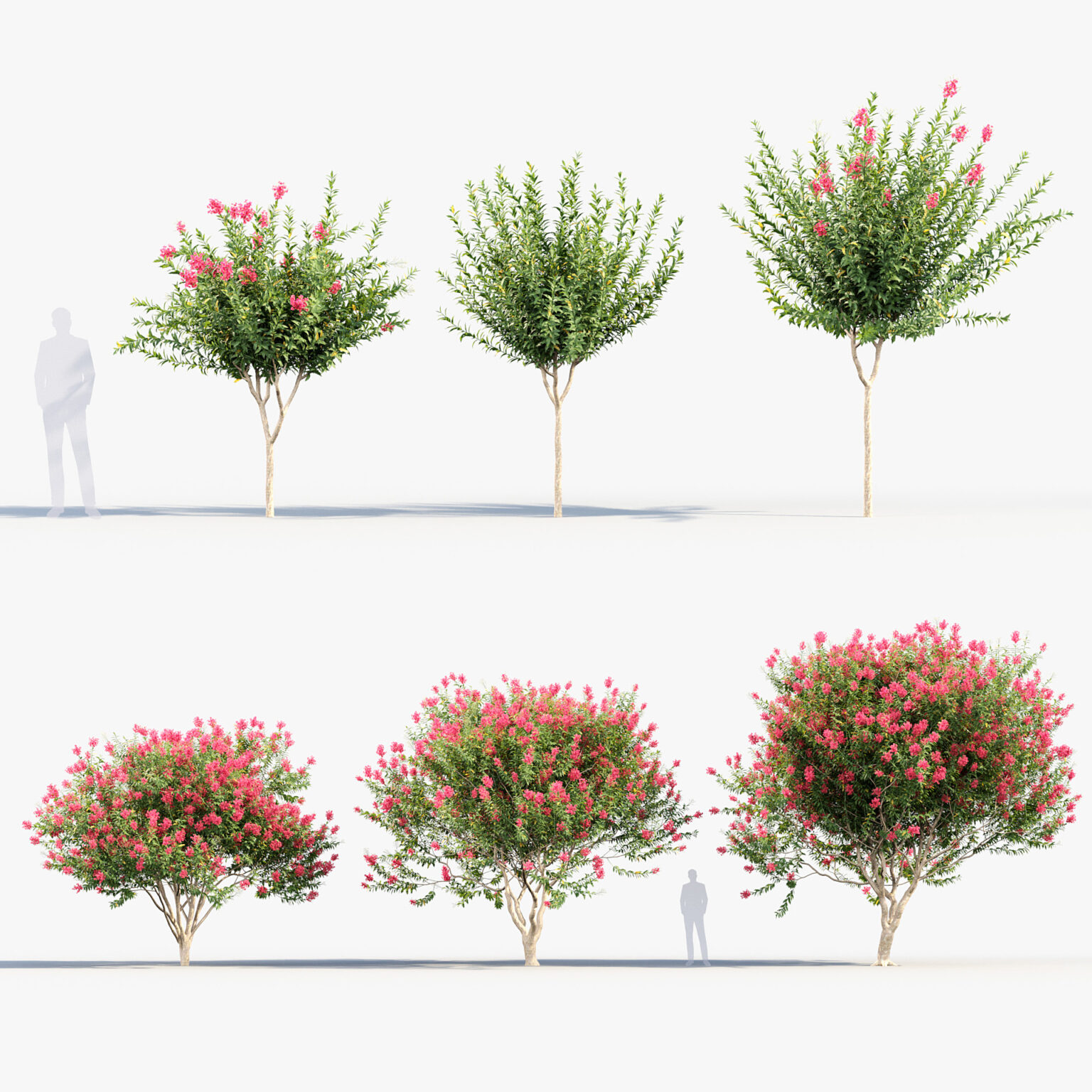 Myrtle – Myrtus communis 3D Model – Free 3D model for design.