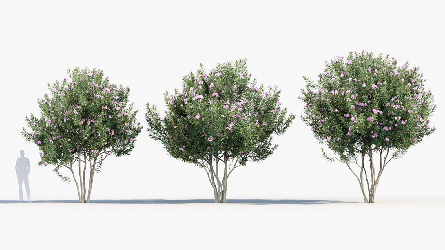 Nerium Oleander – Oleander 3D Model – Free 3D model for design.