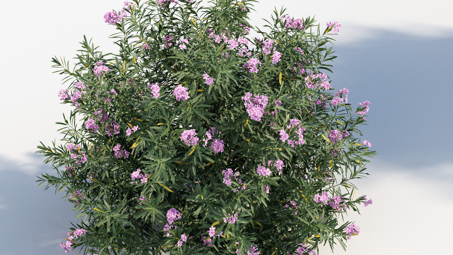 Nerium Oleander – Oleander 3D Model – Free 3D model for design.