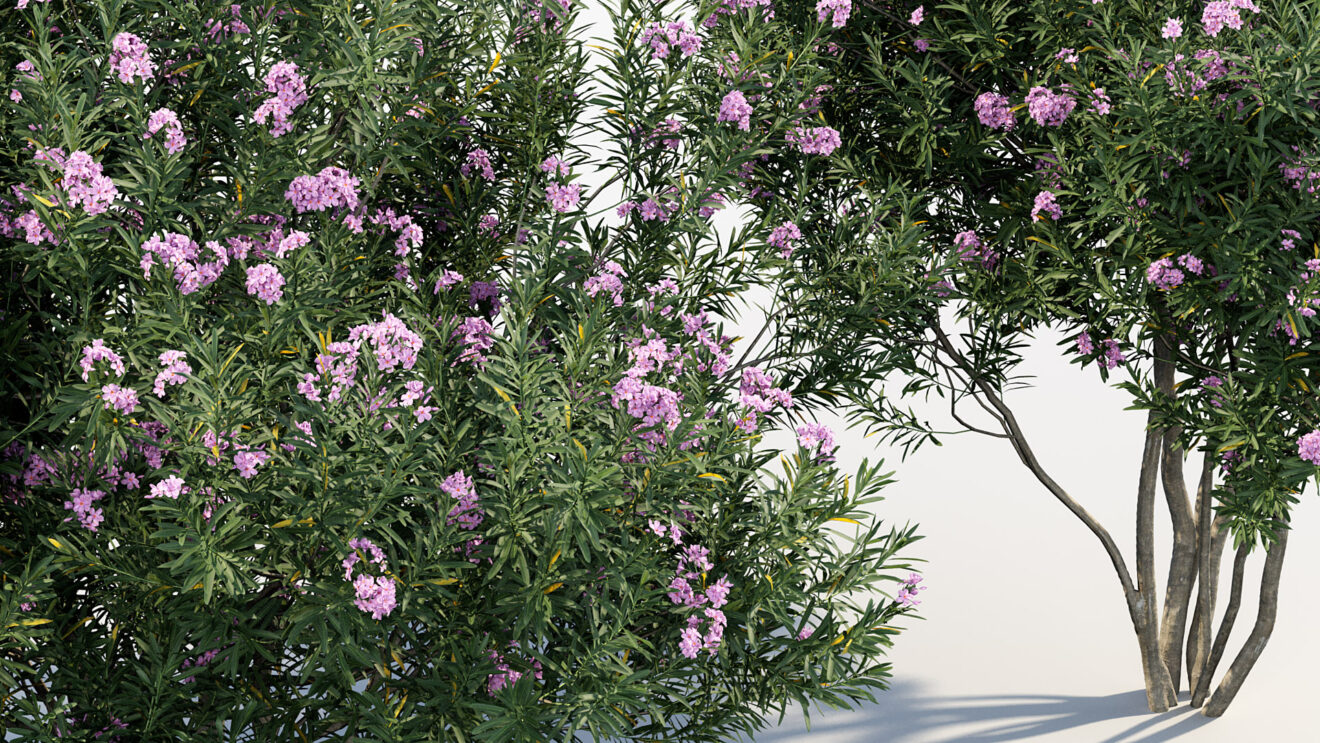 Nerium Oleander – Oleander 3D Model – Free 3D model for design.