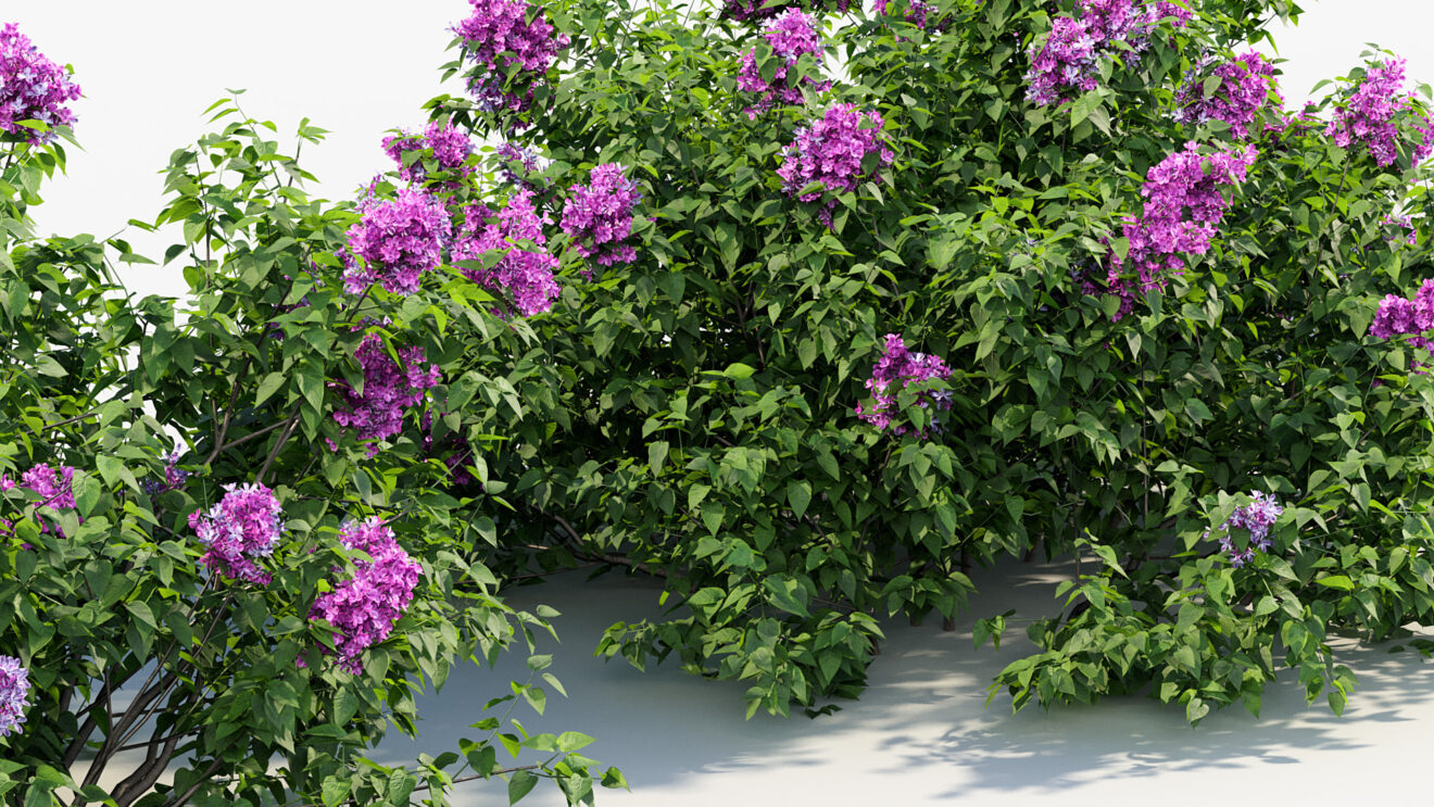 Syringa vulgaris – Common lilac 3D Model – Free 3D model for design.