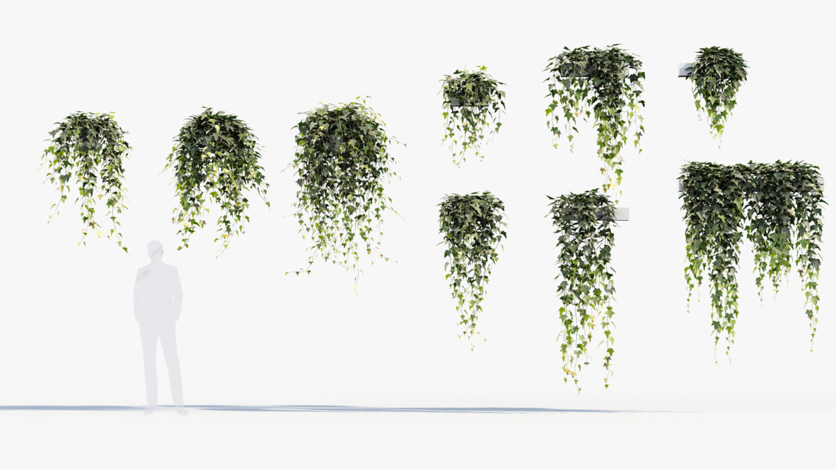 English ivy – Hedera helix 3D Model 01 – Free 3D model for design.