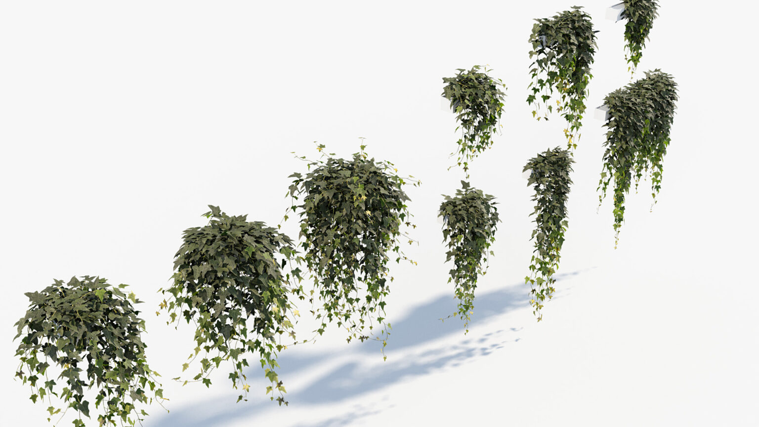 English ivy – Hedera helix 3D Model 01 – Free 3D model for design.