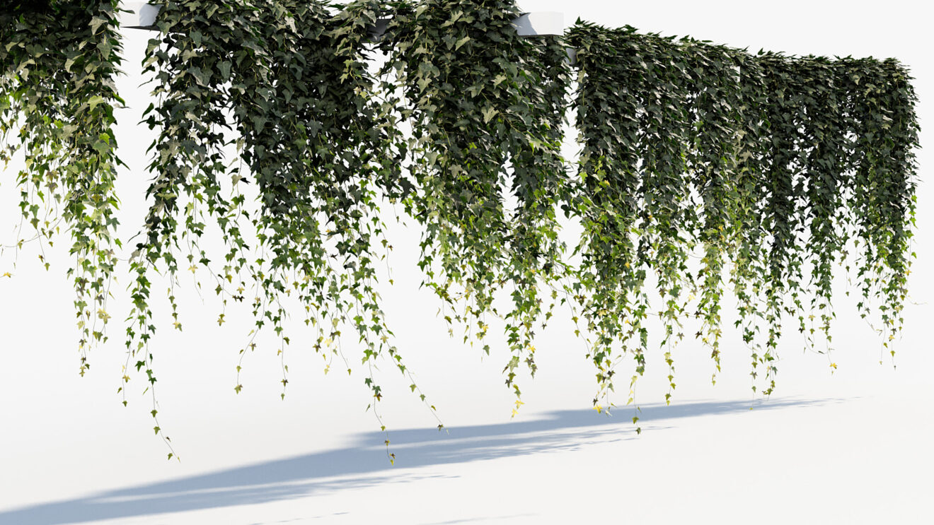 English ivy – Hedera helix 3D Model 02 – Free 3D model for design.