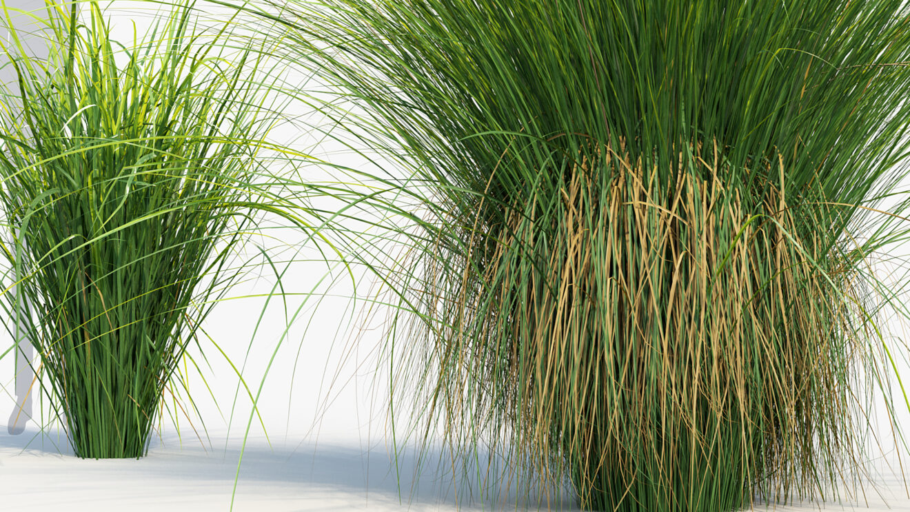 Carex appressa – Tall sedge 3D Model – Free 3D model for design.