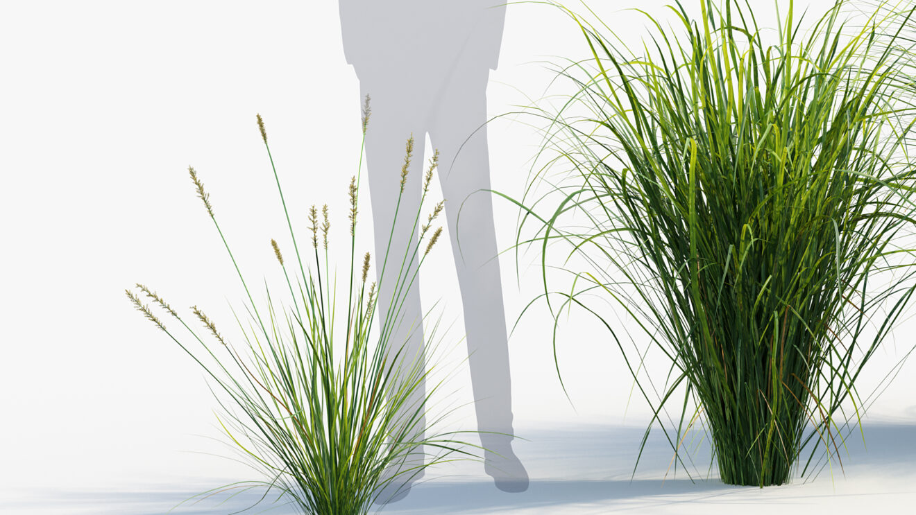Carex appressa – Tall sedge 3D Model – Free 3D model for design.
