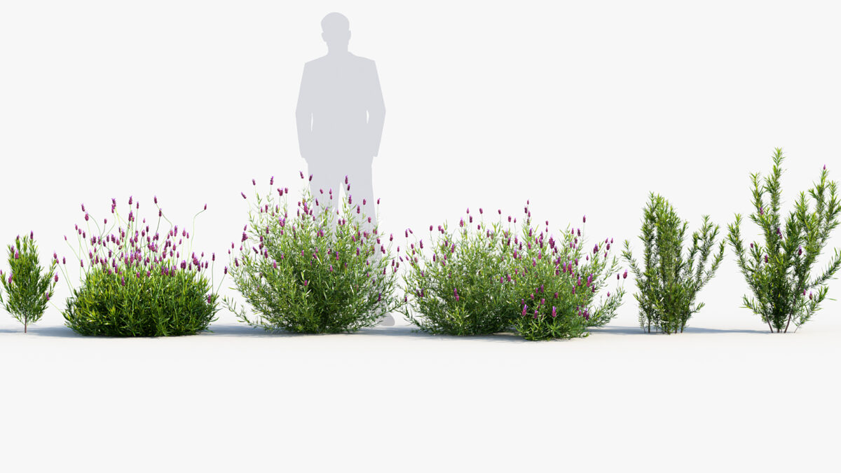 Lavandula stoechas – Spanish lavender 3D Model – Free 3D model for design.