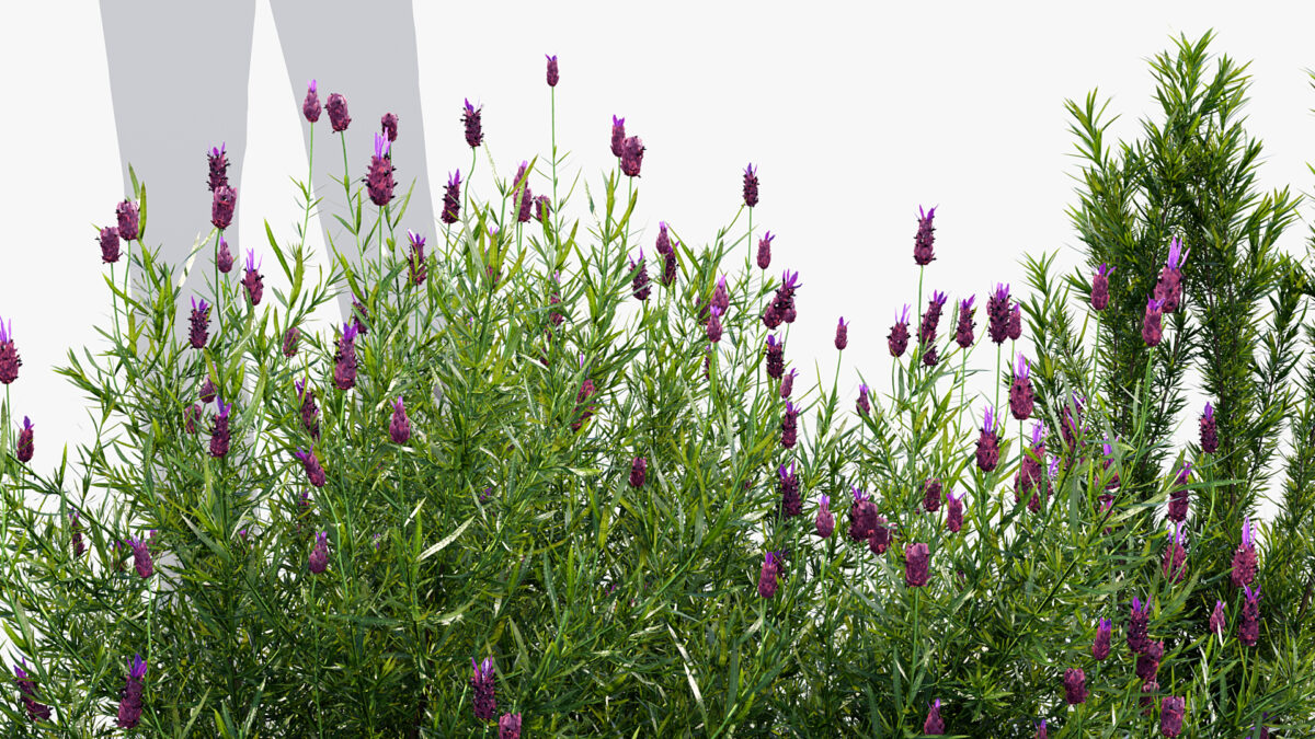 Lavandula stoechas – Spanish lavender 3D Model – Free 3D model for design.
