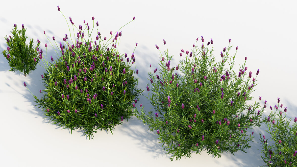 Lavandula stoechas – Spanish lavender 3D Model – Free 3D model for design.