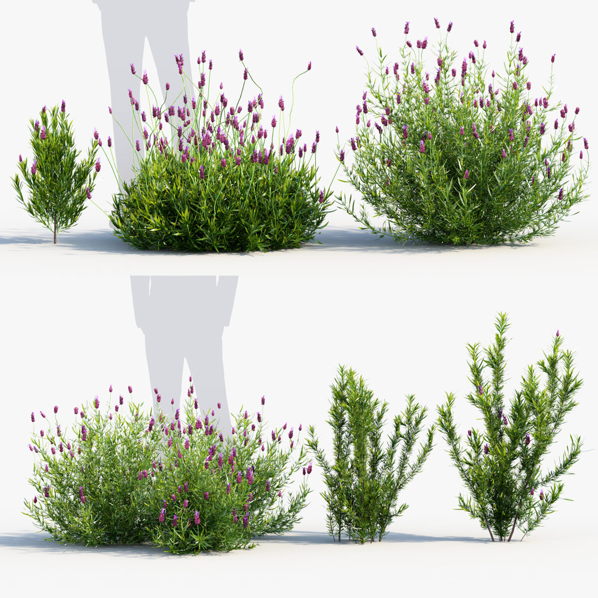 Lavandula stoechas – Spanish lavender 3D Model – Free 3D model for design.